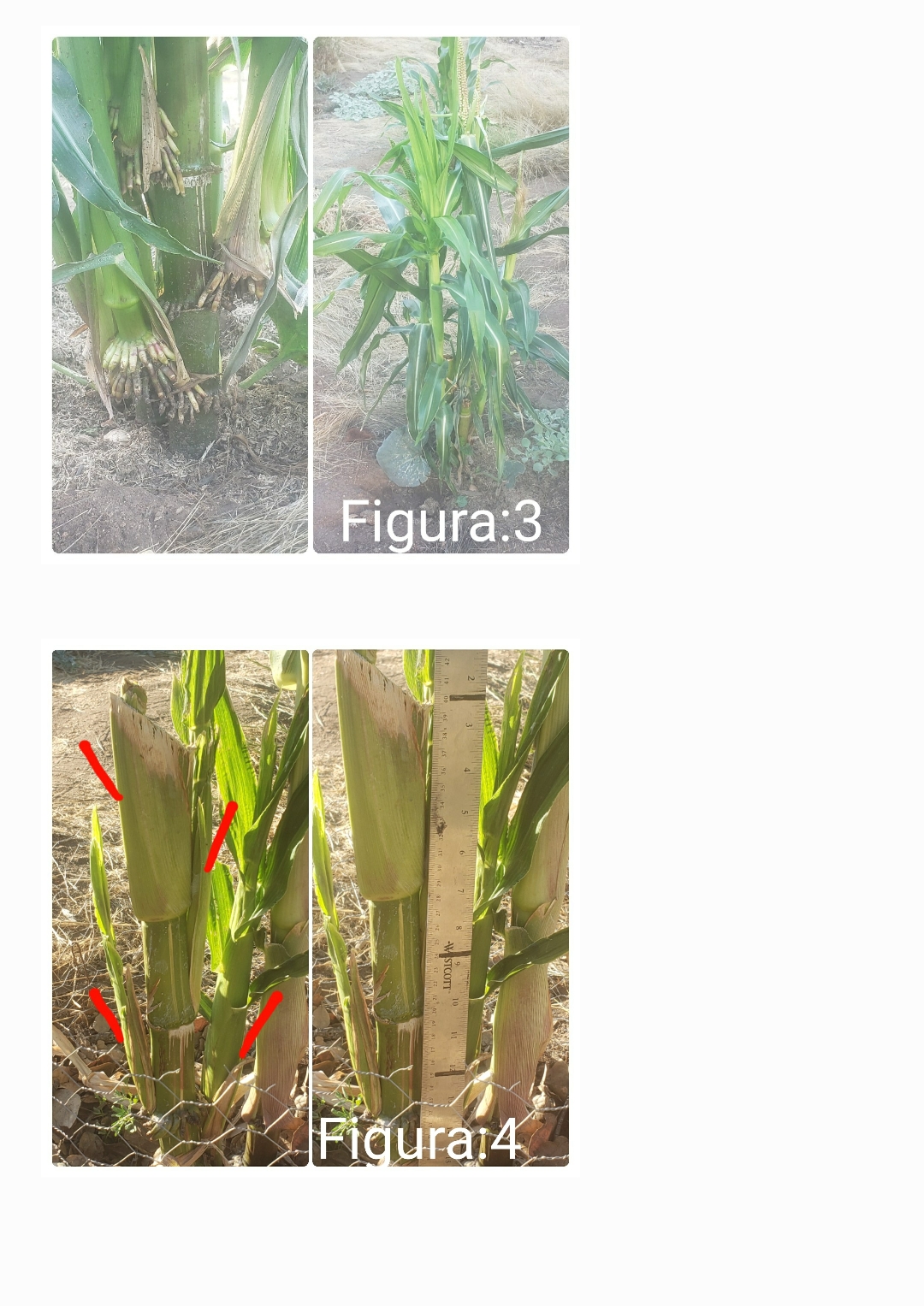 Sabedoria ancestral e biotecnologia se unem para revolucionar a ...